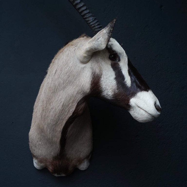 Two Large Vintage African Oryx Shoulder Mounts at 1stDibs | oryx mounts ...