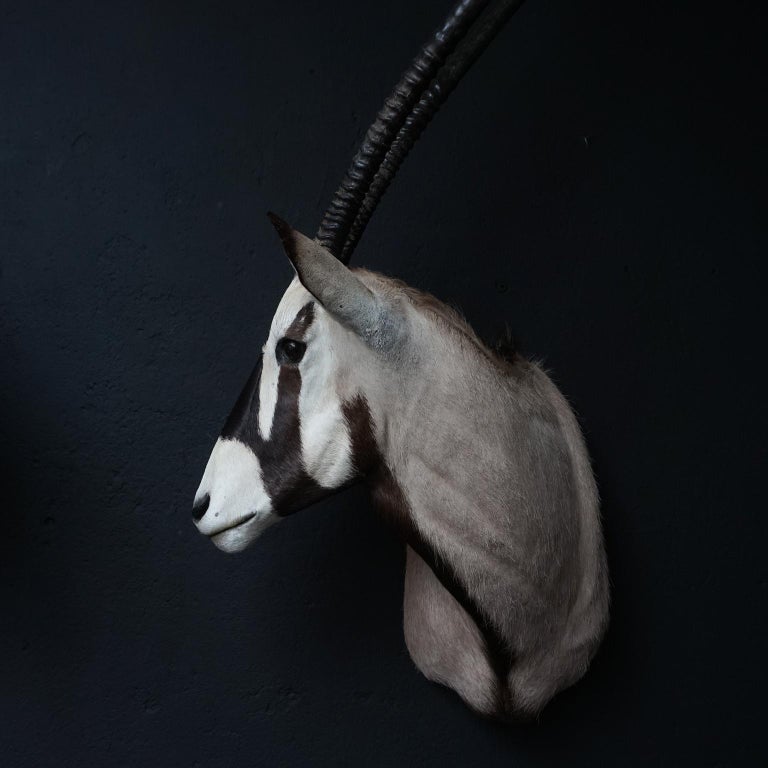 Two Large Vintage African Oryx Shoulder Mounts at 1stDibs | oryx mounts ...