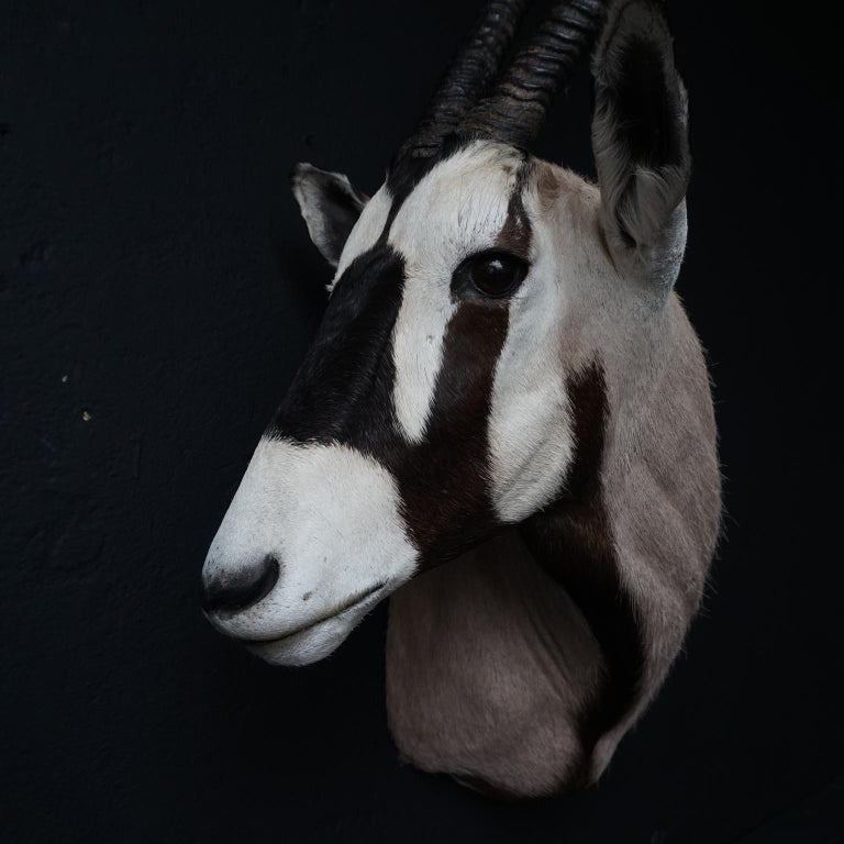 Two Large Vintage African Oryx Shoulder Mounts at 1stDibs | oryx mounts ...