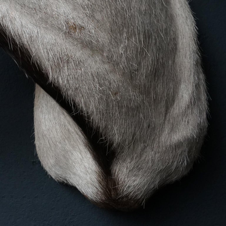 Two Large Vintage African Oryx Shoulder Mounts at 1stDibs