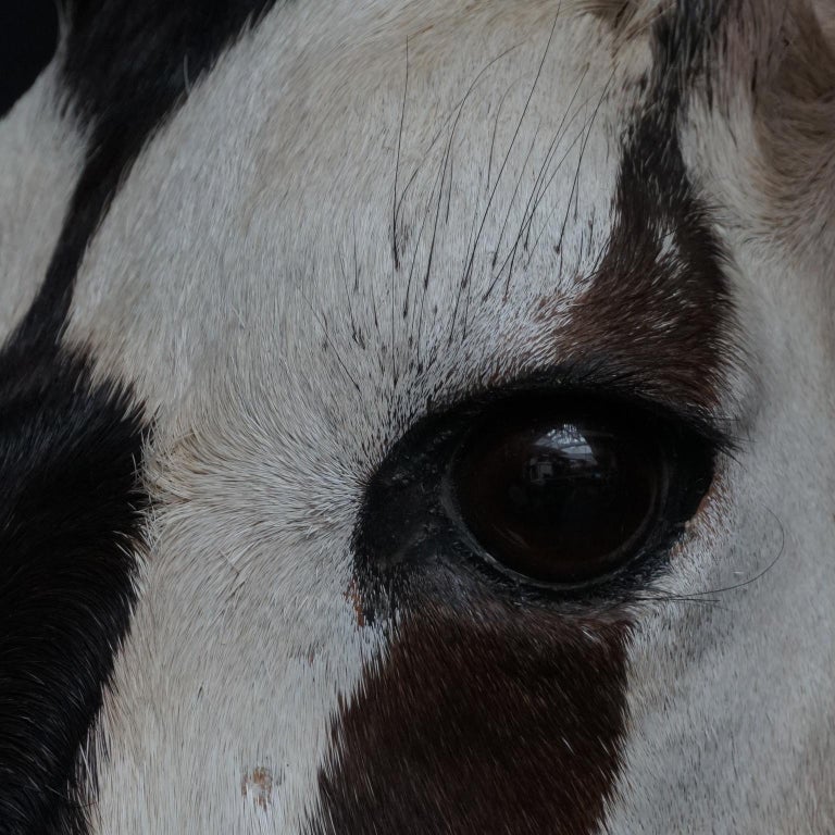 Two Large Vintage African Oryx Shoulder Mounts at 1stDibs