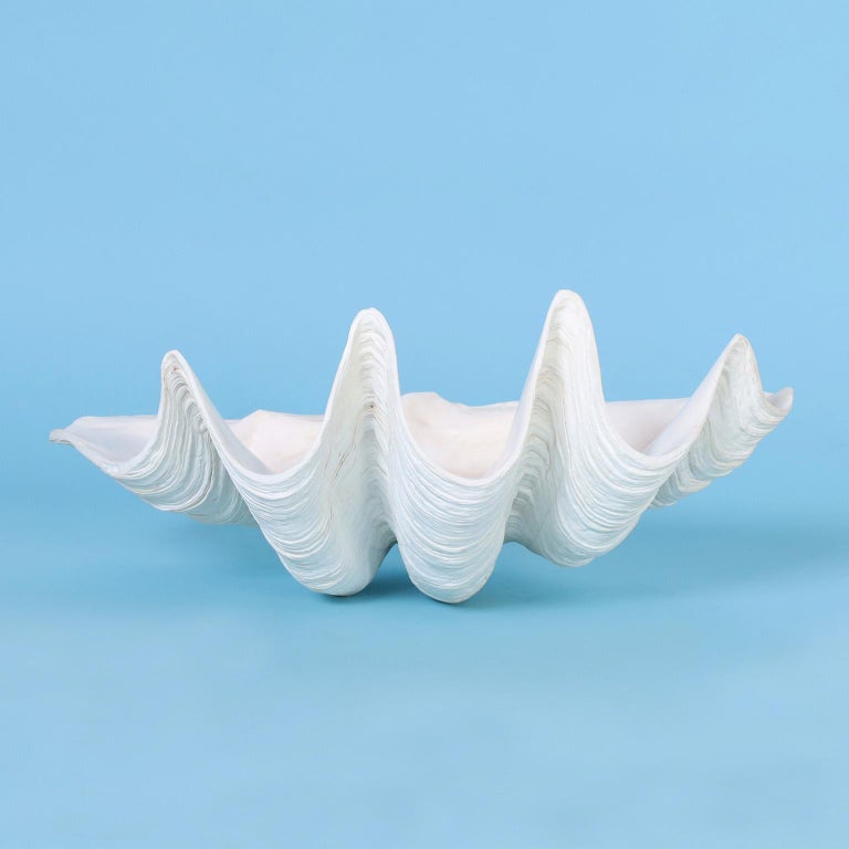 Two Medium Size Clam Shells, Priced Individually For Sale at 1stDibs