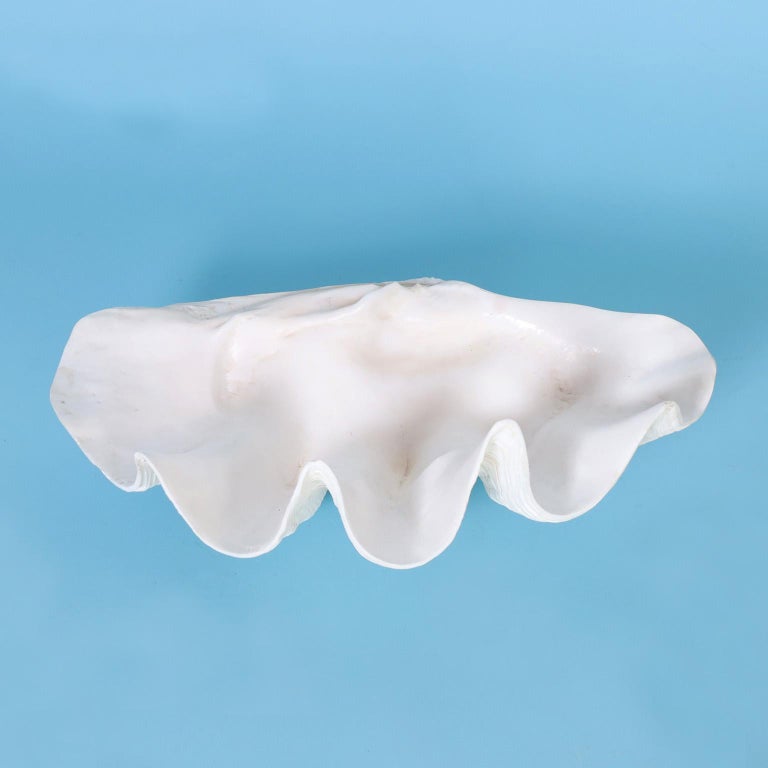 Two Medium Size Clam Shells, Priced Individually For Sale at 1stDibs