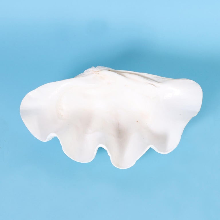 Two Medium Size Clam Shells, Priced Individually For Sale at 1stDibs