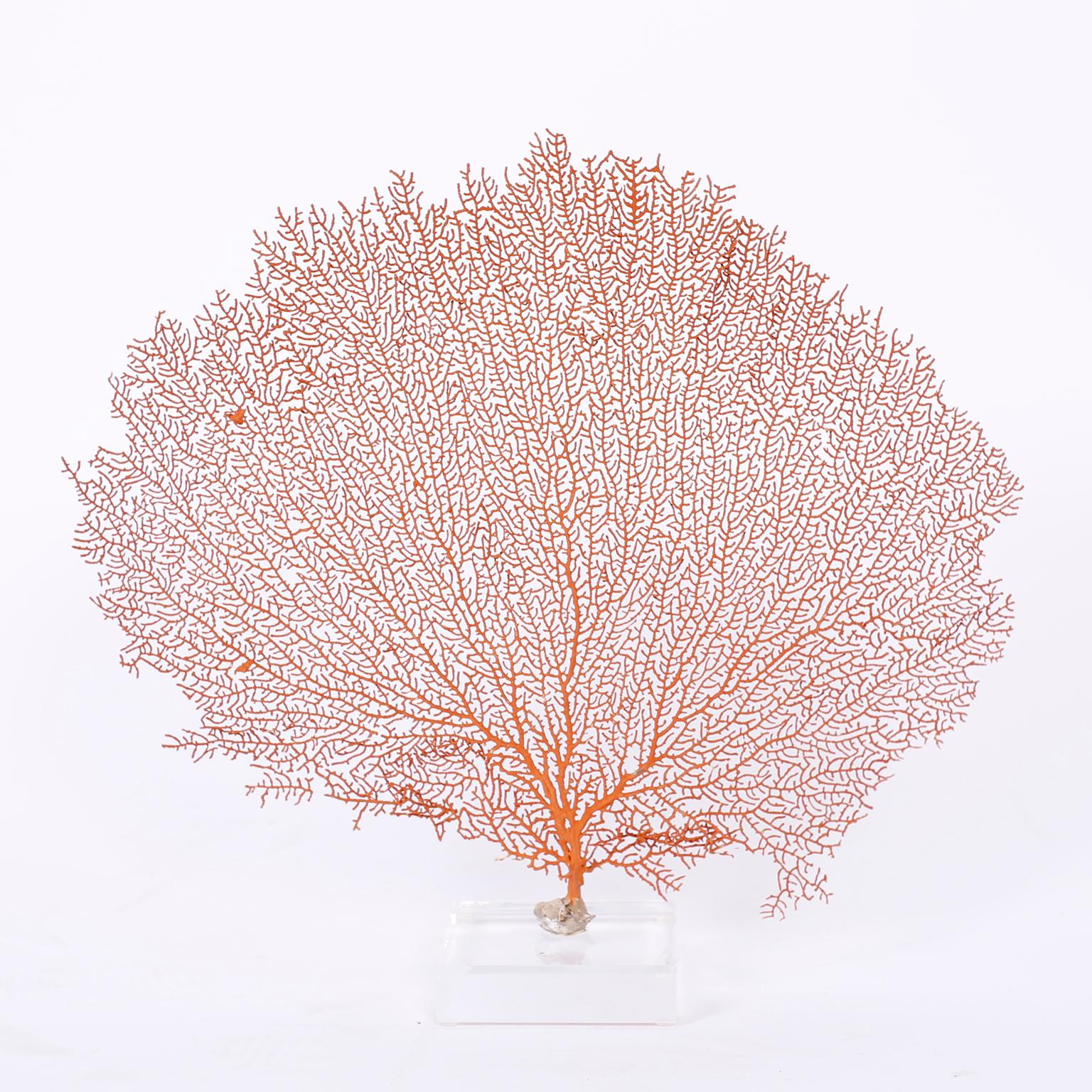 Two Red Sea Fans on Lucite at 1stDibs