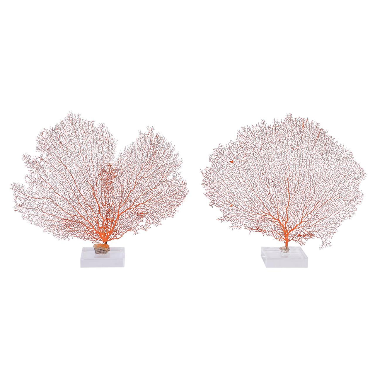 Two Red Sea Fans on Lucite at 1stDibs