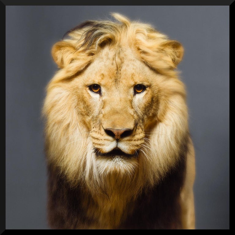 Tyler Shields - "Luke" the Lion For Sale at 1stDibs