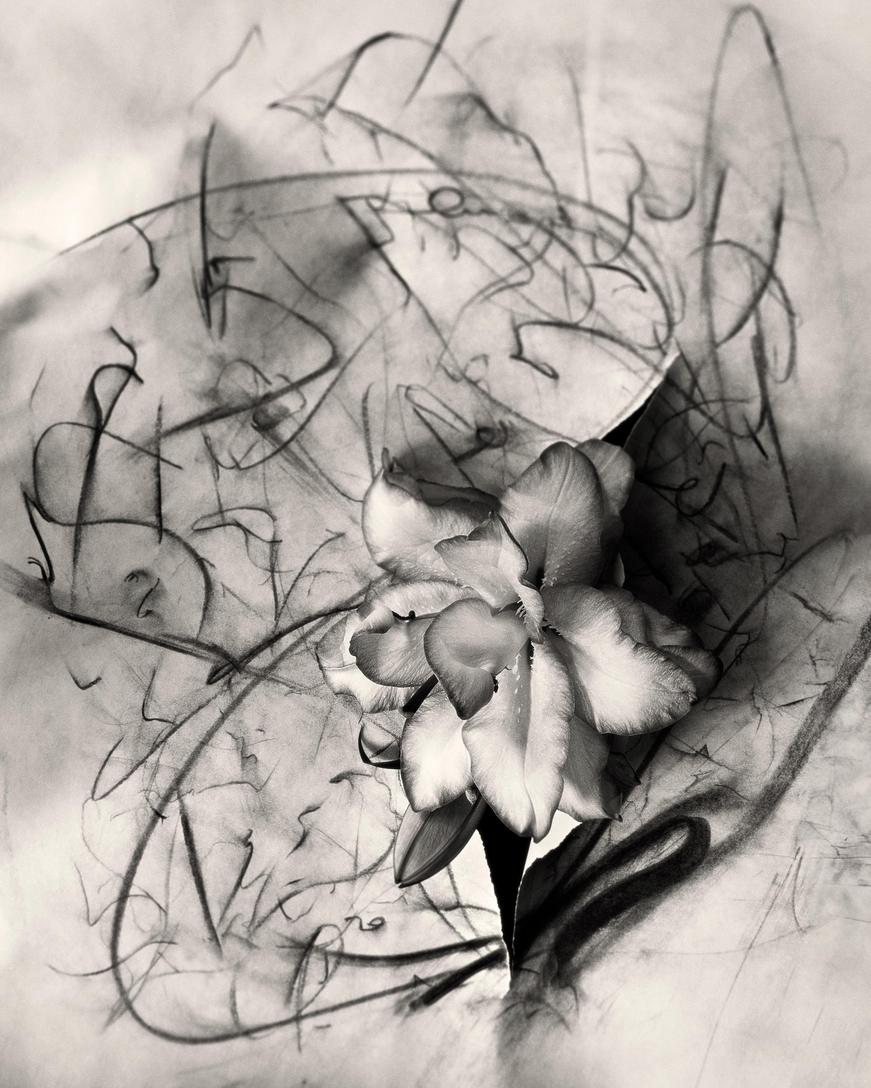 Ugne Pouwell - 'Lily in Charcoal no.4' abstract expressionism ...