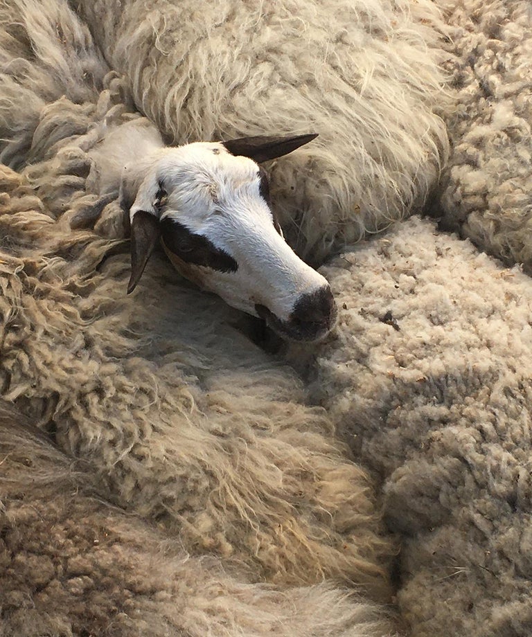 under the Seven Planets Parade Célia Picard and Hannes Schreckensberger ...