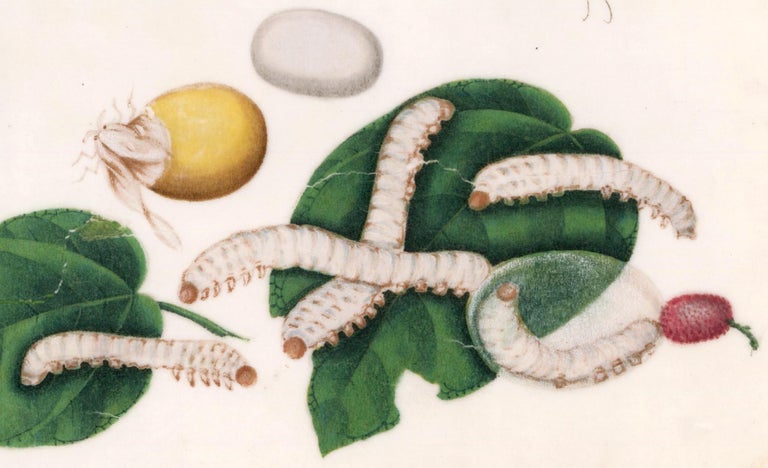 Unknown - Chinese Butterflies and Silk Worms with Lychee Nuts For Sale ...