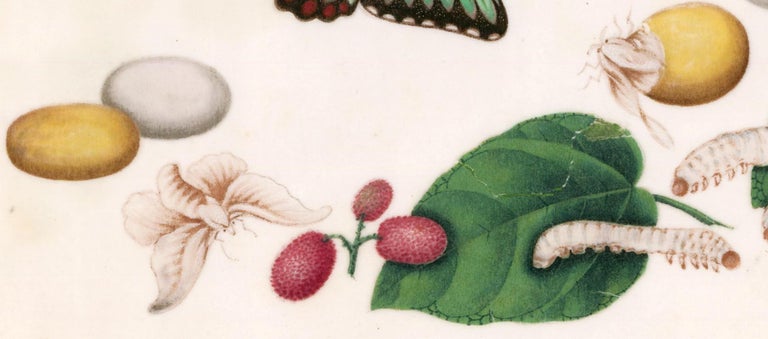 Unknown - Chinese Butterflies and Silk Worms with Lychee Nuts For Sale ...