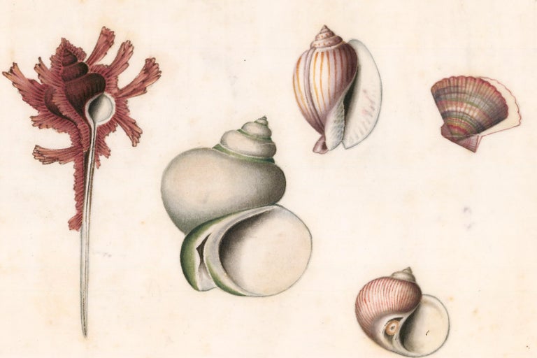 Unknown - Chinese Shell Gouache For Sale at 1stDibs