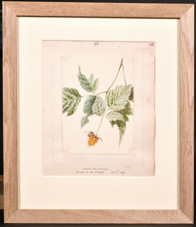 Unknown - FINE 1860'S BOTANNICAL WATERCOLOUR DRAWING - RUBUS ...