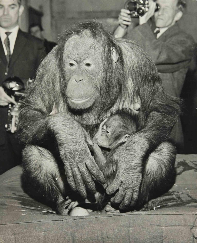 Unknown - Chimpanzee - Vintage Photograph - 1960s For Sale at 1stDibs