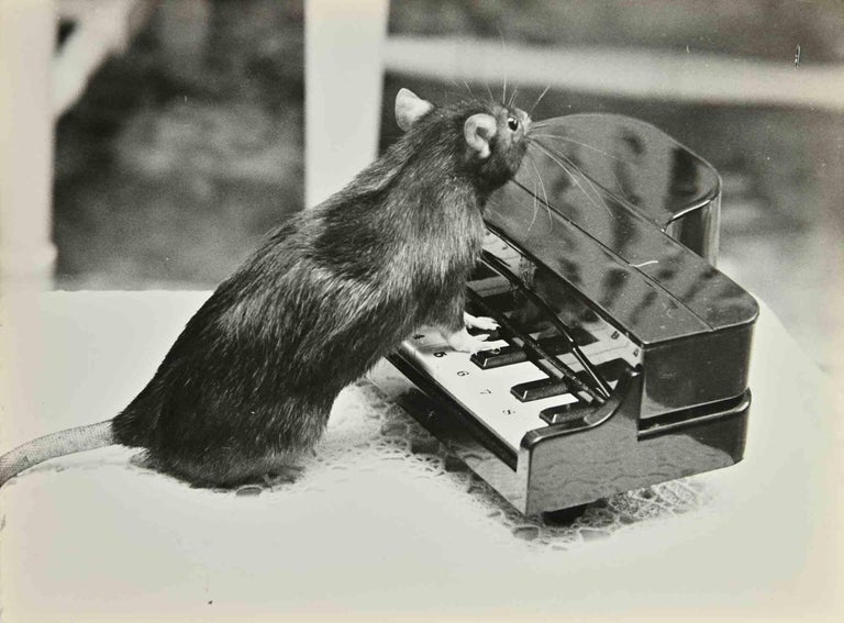 Unknown - Playing Mouse - Photograph - 1960s For Sale at 1stDibs