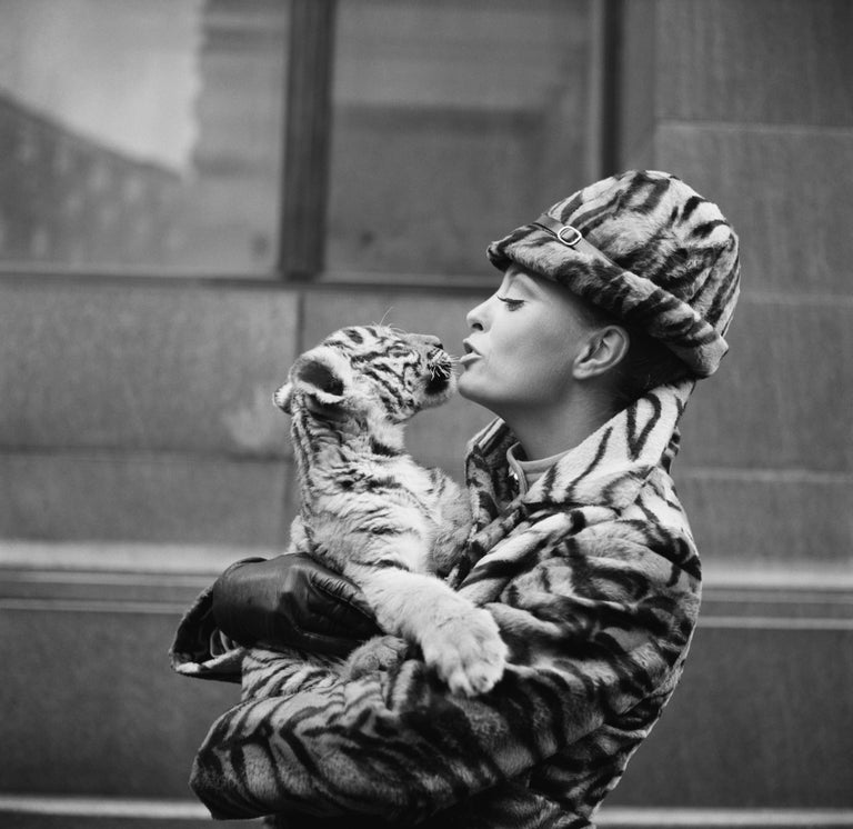 Unknown - 'Tiger Lady' Limited Edition Photograph by Getty Images 24 x ...