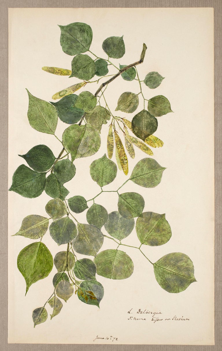 Unknown - 19th Century Hand Colored Nature Print - 7 For Sale at 1stDibs