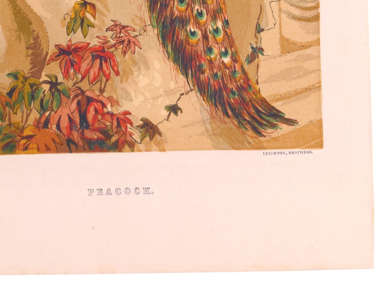 Unknown - A Peacock - Original Chromelihtograph late 19th Century at ...