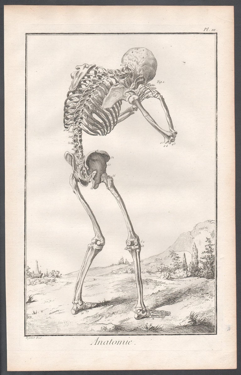 Unknown - 'Anatomie' - 2 Skeleton images, French medical anatomy ...