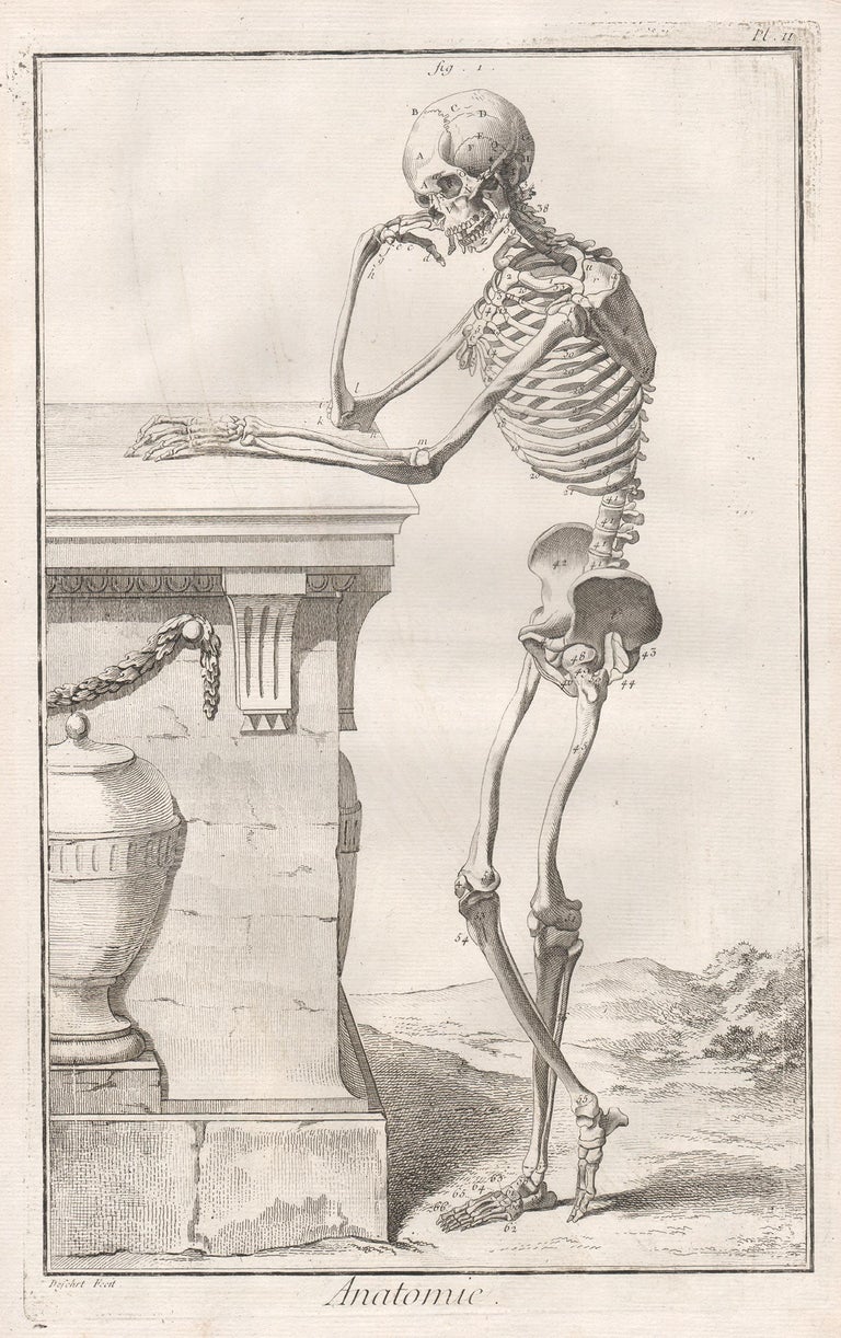 Unknown - 'Anatomie' - 2 Skeleton images, French medical anatomy ...