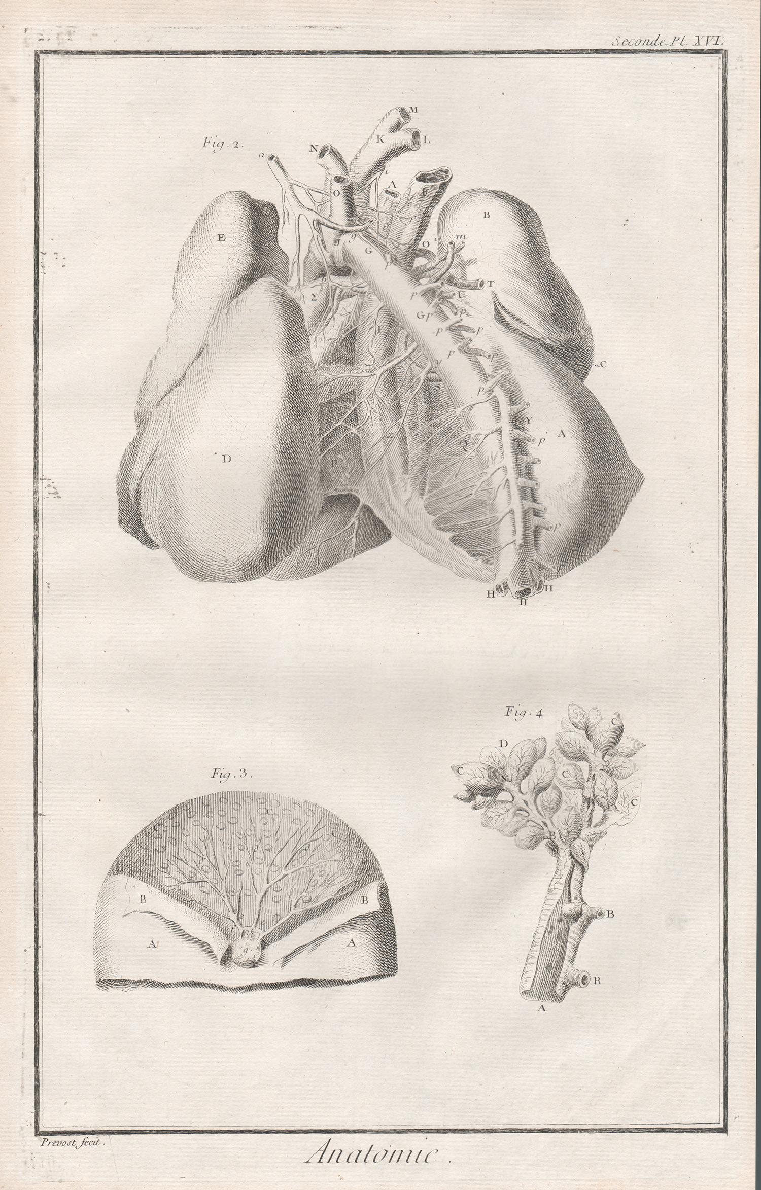 Robert Benard after Henry Joseph Redoute - Coquillages, gravure ...