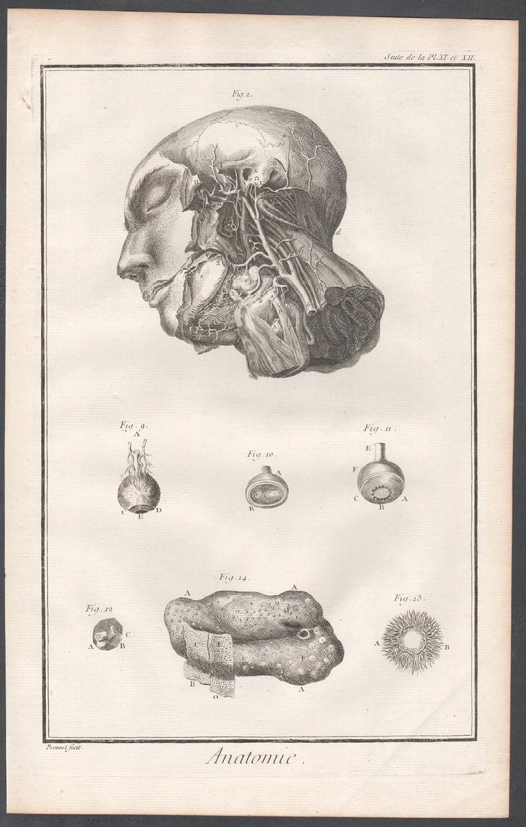 Unknown - 'Anatomie' - Arteries of the face, French medical anatomy ...