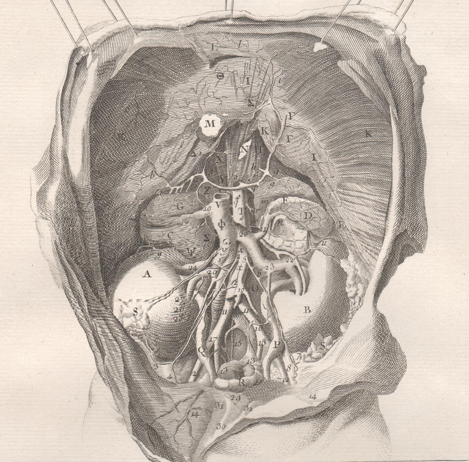Unknown - 'Anatomie' - The Kidneys, French anatomy medical engraving ...