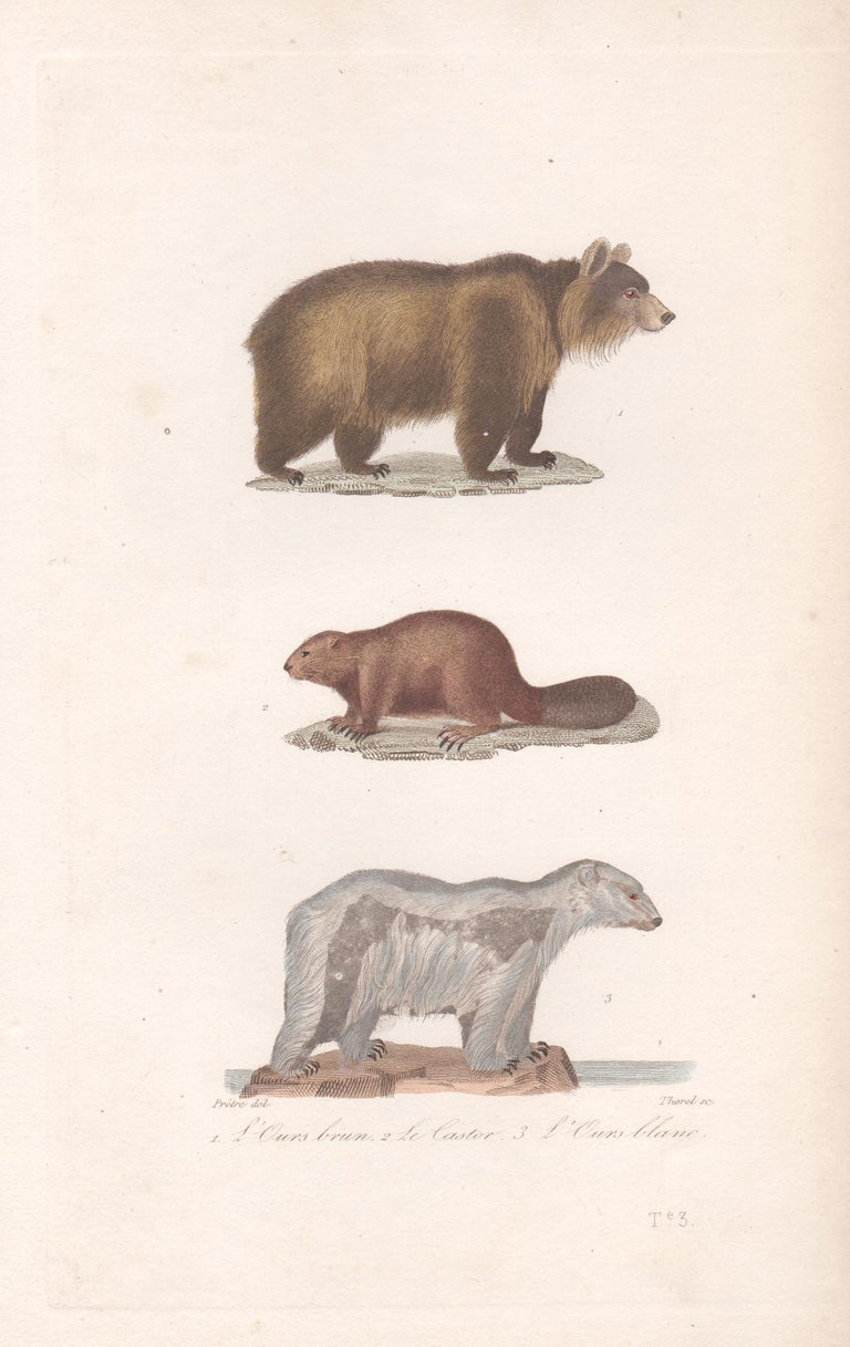 Unknown - Brown Bears, Beaver, Polar Bear, mid 19th French century ...