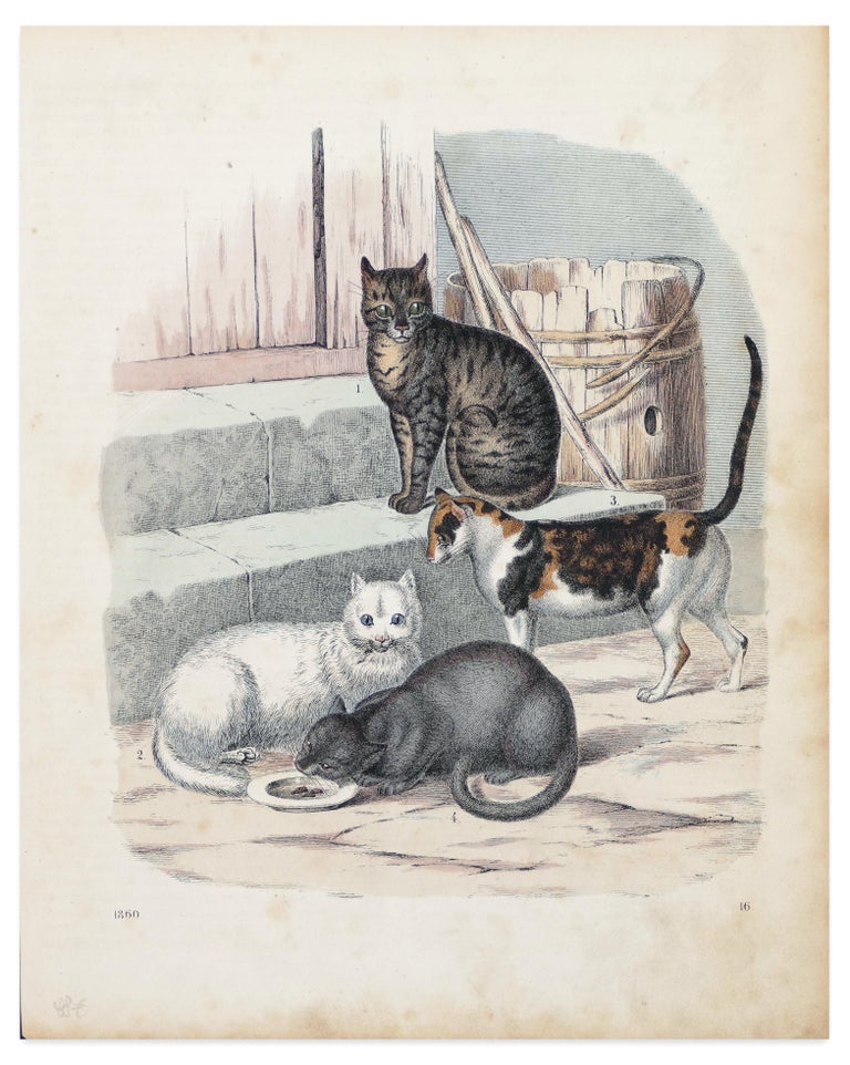 Unknown - Cats - Original Lithograph - 1860 at 1stDibs