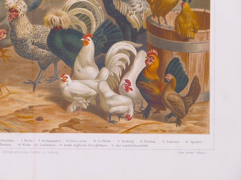 Unknown - Chicken and Hens - Original Lithograph - Late 19th Century ...