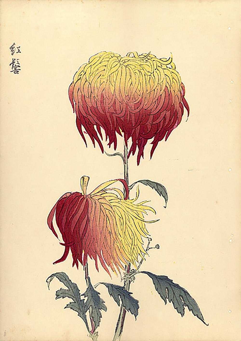 Unknown - Baselle rouge (Basella rubra) (Malabar spinach) French ...