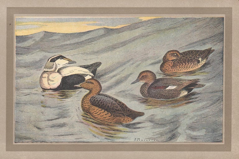 Unknown - Common Eider, French antique natural history bird duck art ...