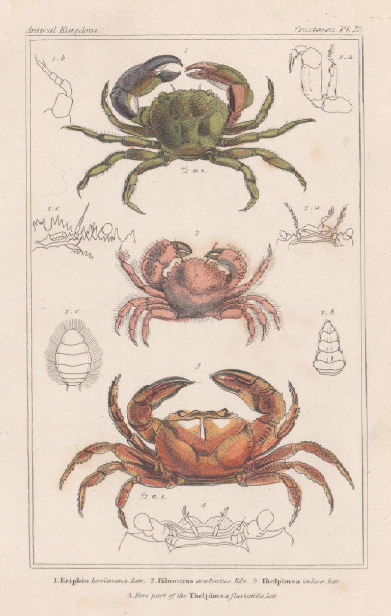 Crab Scientific Illustration