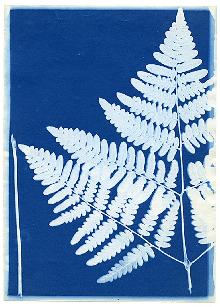 Unknown - Cyanotype Fern - 13 For Sale at 1stDibs