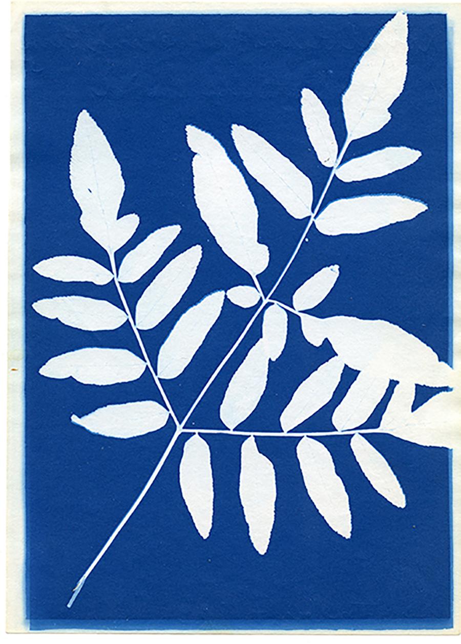 Unknown - Baselle rouge (Basella rubra) (Malabar spinach) French ...