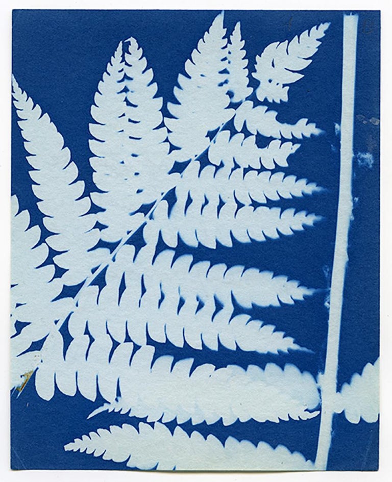 Unknown - Cyanotype Fern - 2 For Sale at 1stDibs