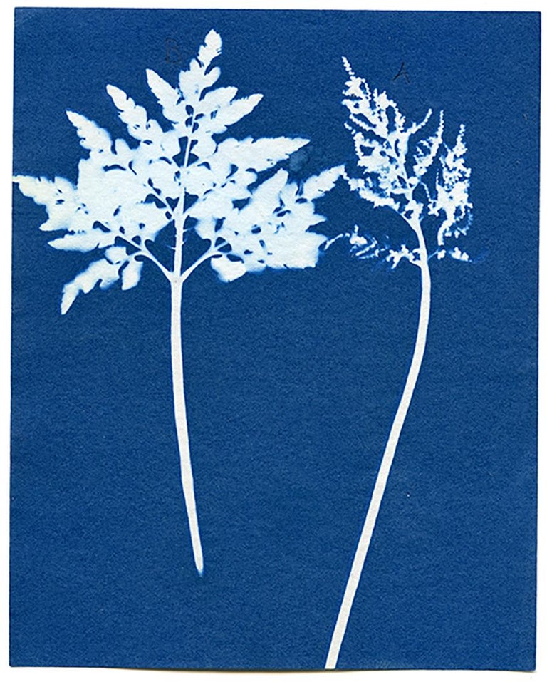 Unknown - Cyanotype Fern - 3 For Sale at 1stDibs