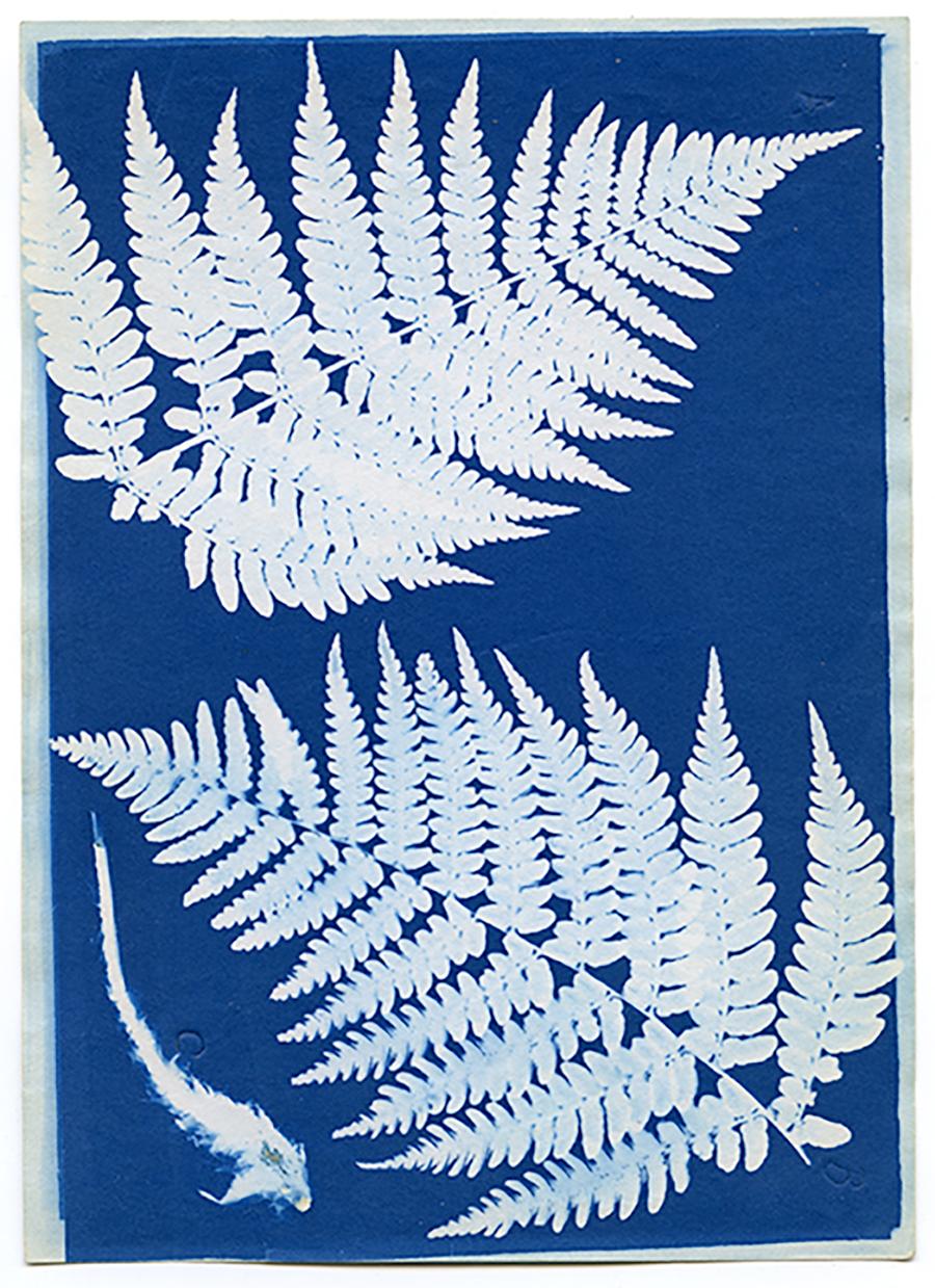 Unknown - Pressed Botanical Specimen - 1 For Sale at 1stDibs