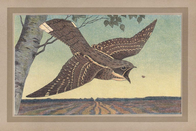 Unknown - Nightjar, French antique natural history bird art ...