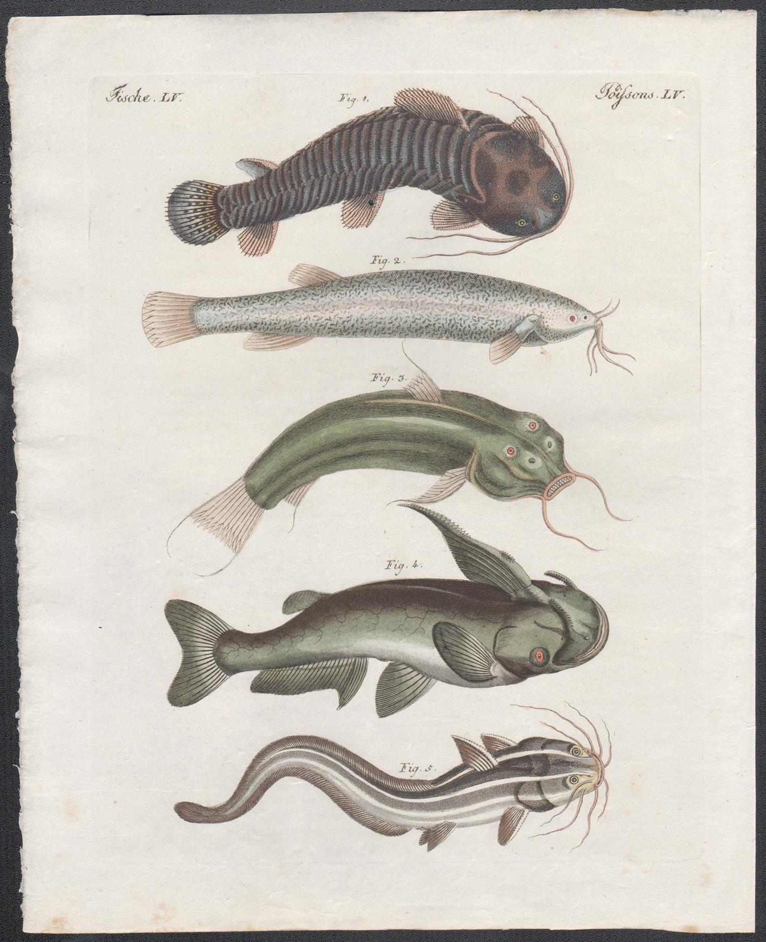 Art & Collectibles fish decor trumpet fish print vintage fish print ...