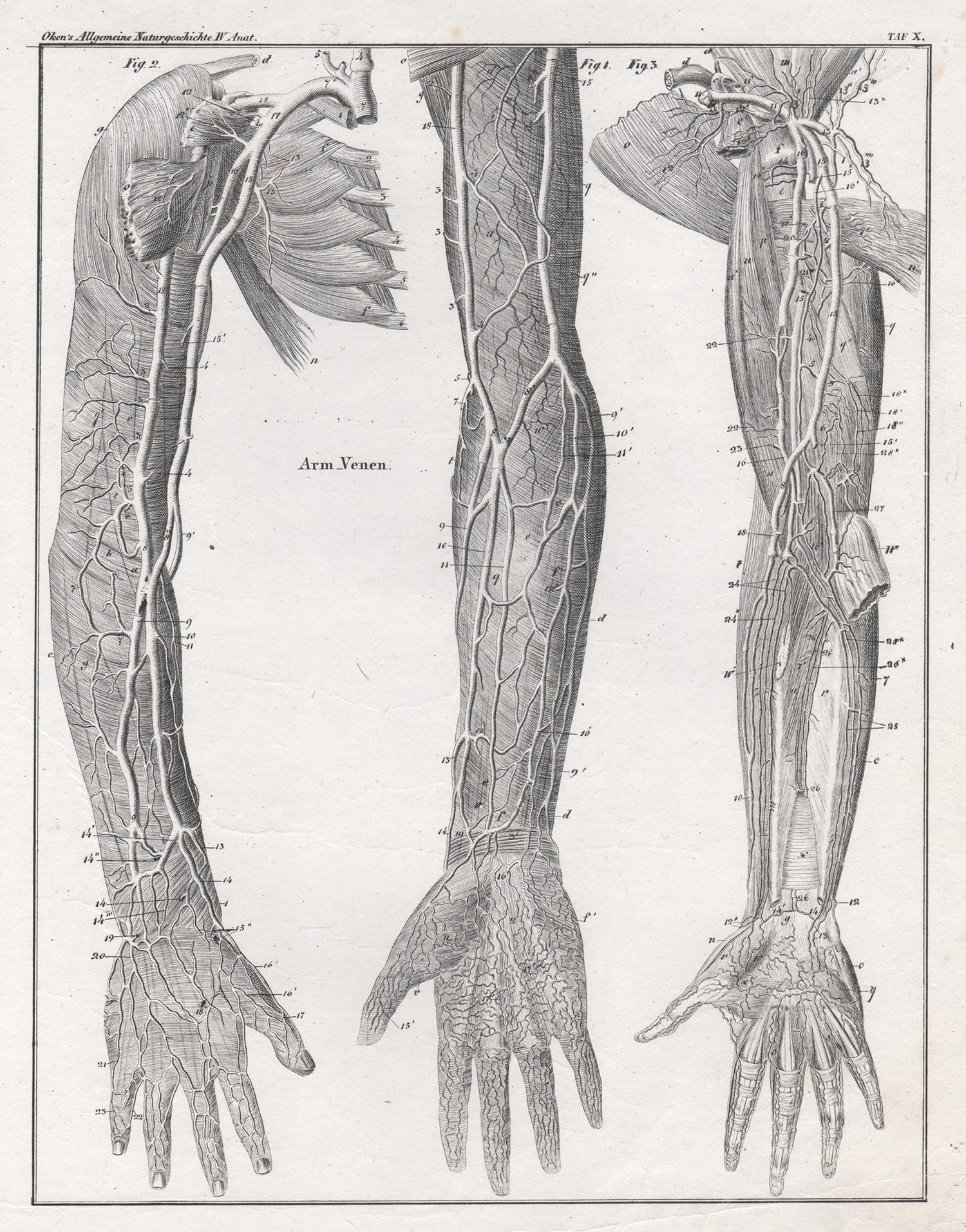 Antique Medical Art - 15 For Sale on 1stDibs