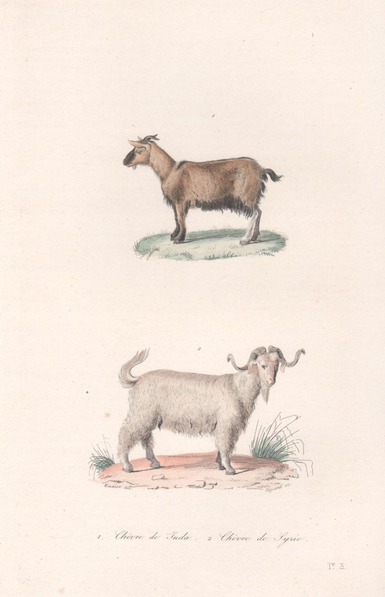 Unknown - Goats, mid 19th French century animal engraving For Sale at ...