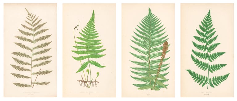 Unknown - Grouping of Four Ferns For Sale at 1stDibs
