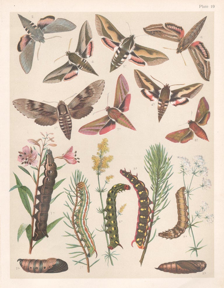 Unknown - Hawk Moths, English antique natural history Lepidoptera ...