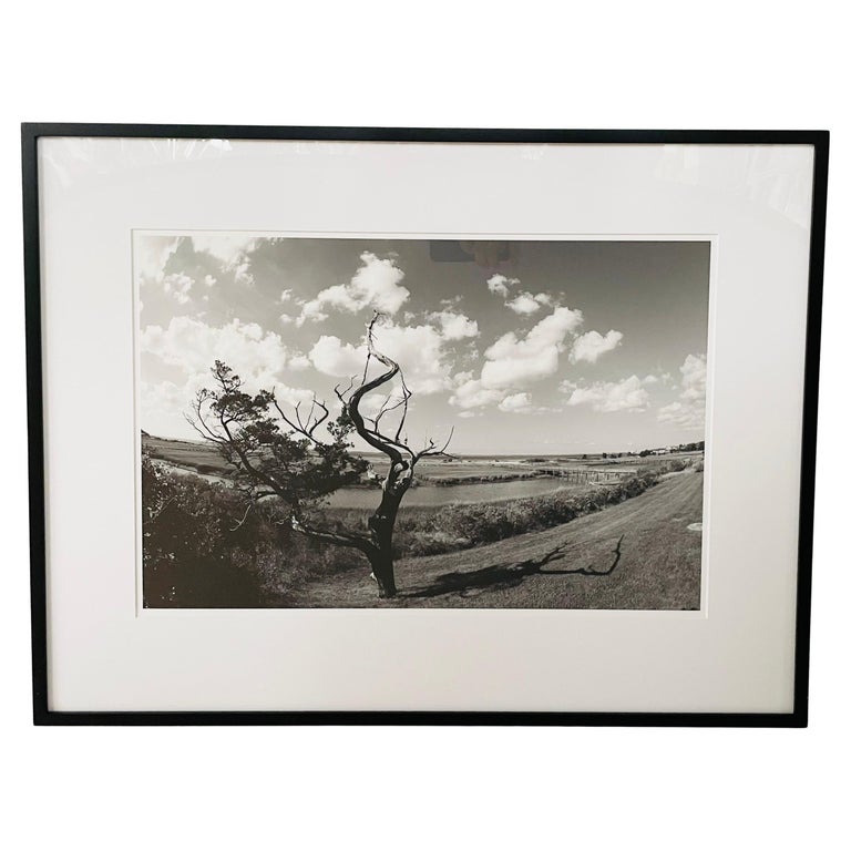 Unknown - Impressionistic Photography Print of a Tree by Luciana ...
