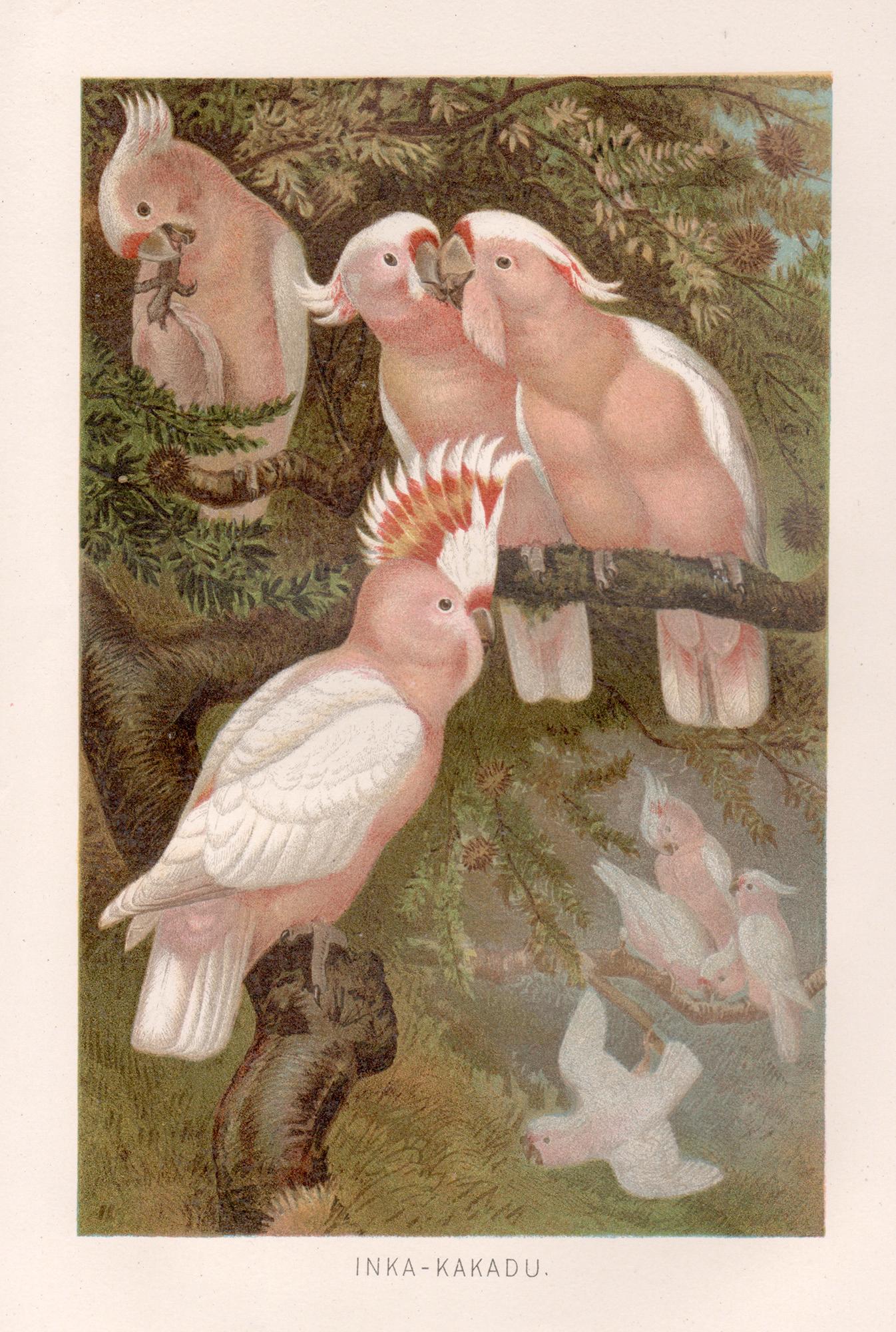 Unknown - Inka-Kakadu (Major Mitchell Cockatoo), German antique natural ...