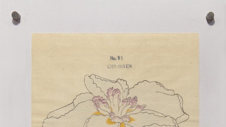 Unknown - Iris Kaempferi: No. 91 CHO-HIYEN For Sale at 1stDibs
