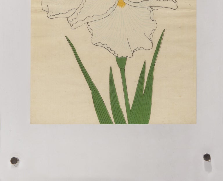Unknown - Iris Kaempferi: No. 91 CHO-HIYEN For Sale at 1stDibs