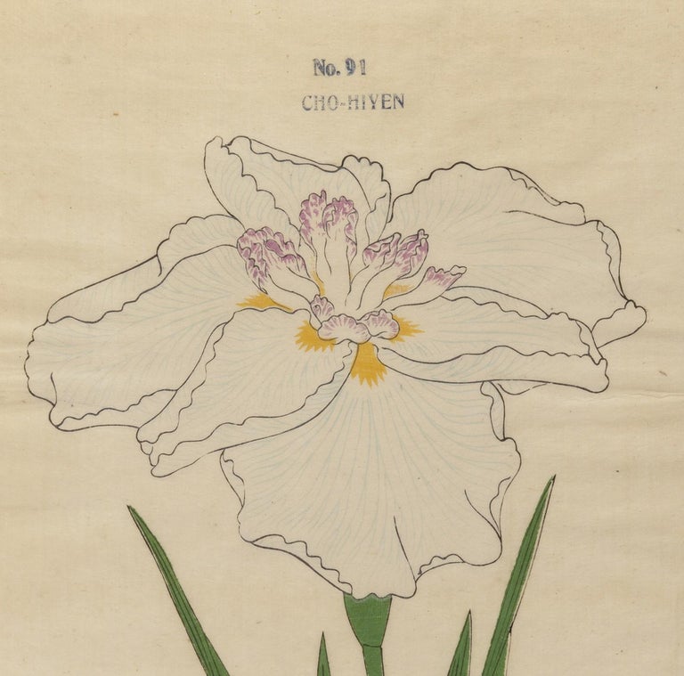 Unknown - Iris Kaempferi: No. 91 CHO-HIYEN For Sale at 1stDibs