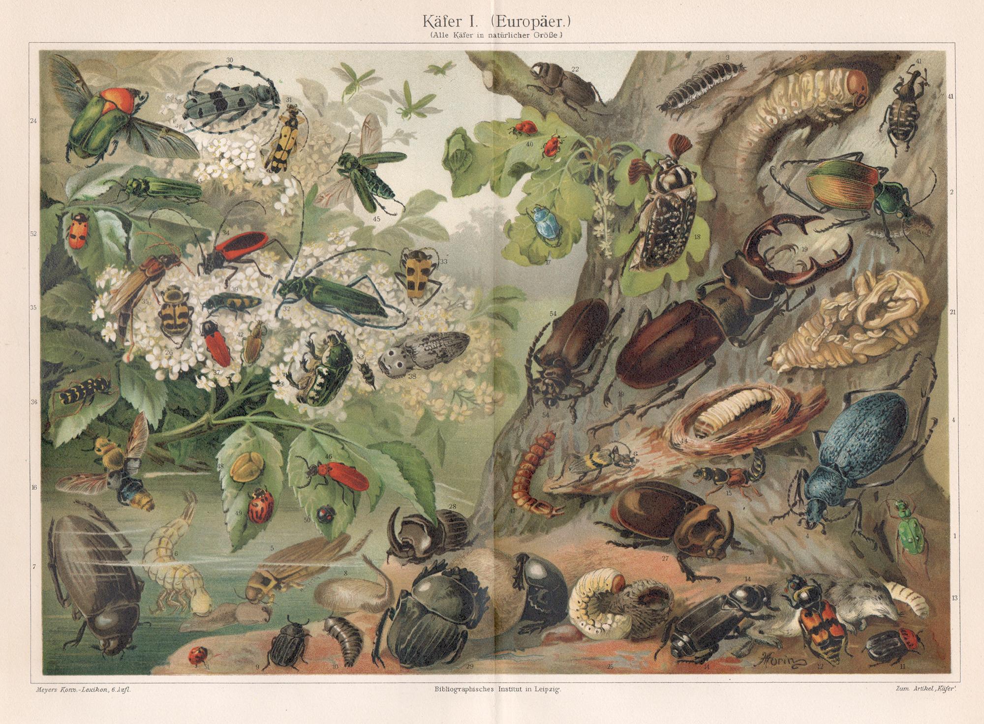 Unknown - Kafer (Beetles), German antique natural history insect ...